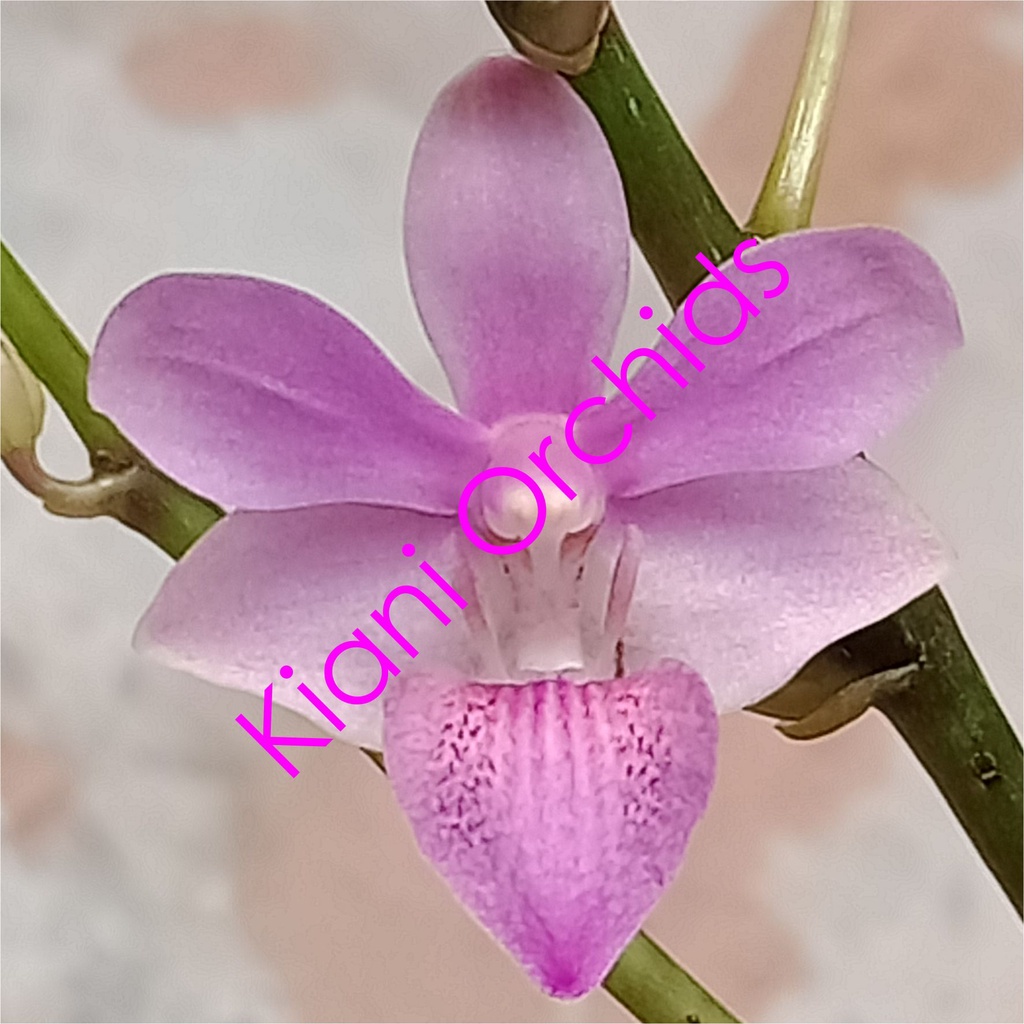 Jual Anggrek Phalaenopsis Purple Gem Dewasa | Shopee Indonesia