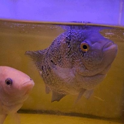 Jual ikan louhan lohan lokal ukuran 4 - 5 jari | Shopee Indonesia