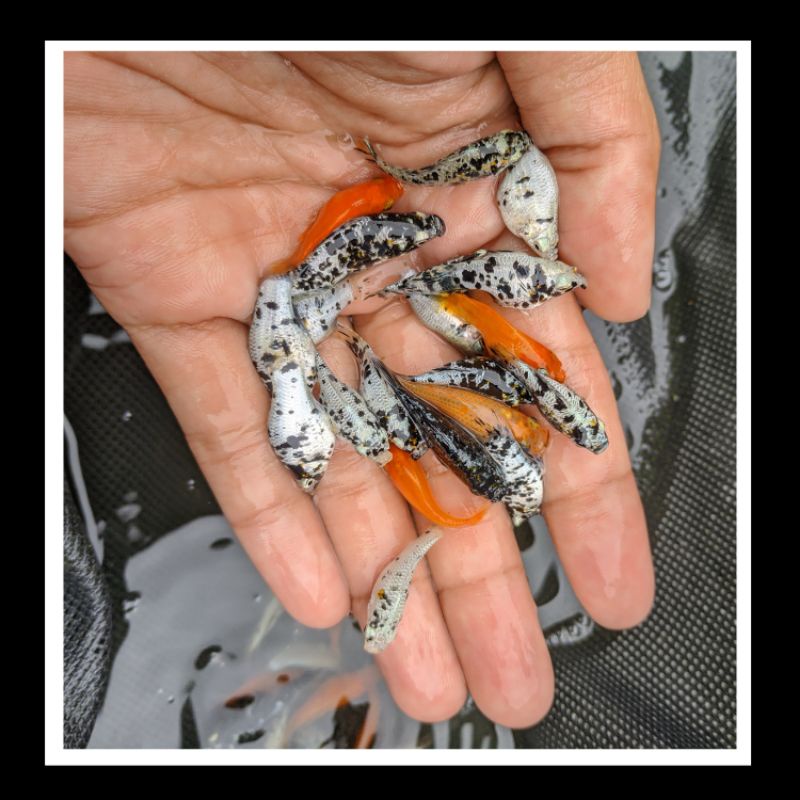 Jual Ikan Bloop Terlengkap & Harga Terbaru Maret 2023 | Shopee Indonesia