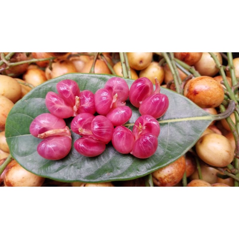 Jual pundung/kemundung atau buah menteng fresh 1kg | Shopee Indonesia