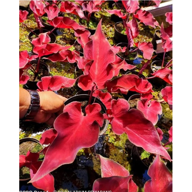 Jual keladi anggur merah - tanaman hias keladi anggur merah - bunga ... Jual keladi anggur merah - tanaman hias keladi anggur merah - bunga ...