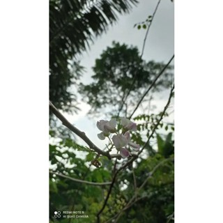 Jual STEK POHON GAMAL RESIDE/STEK POHON GAMAL/GRICYLIYA/BIBIT POHON ...