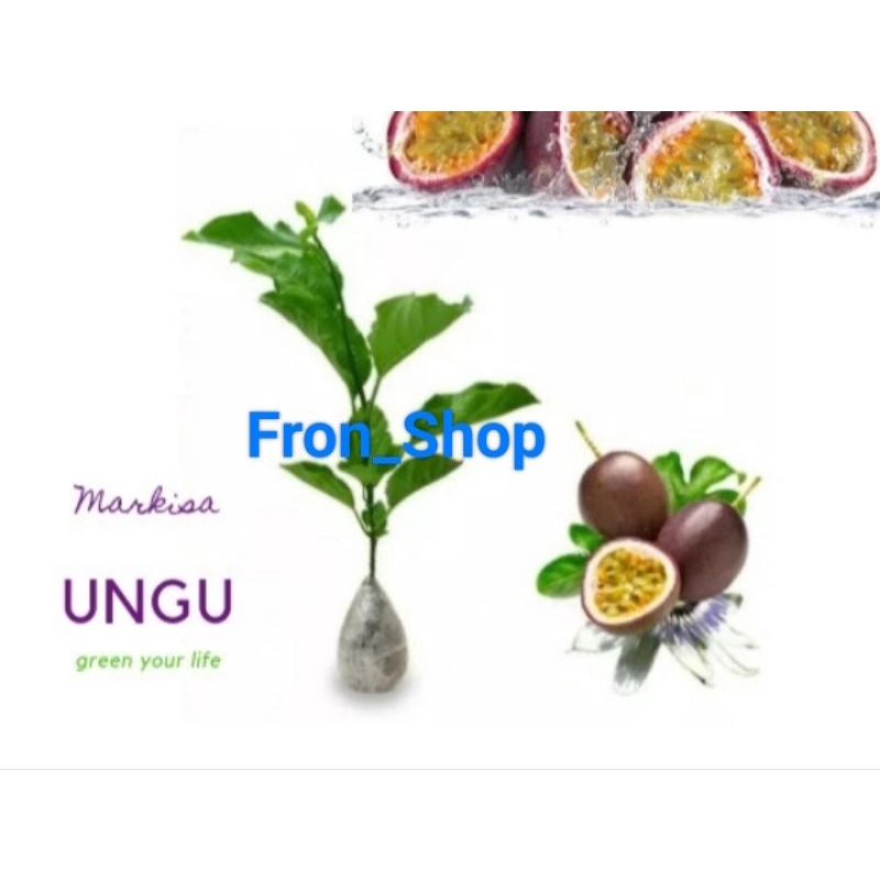 Jual Pohon Rambat Bibit Markisa Ungu Tanaman Untuk Budidaya | Shopee ...