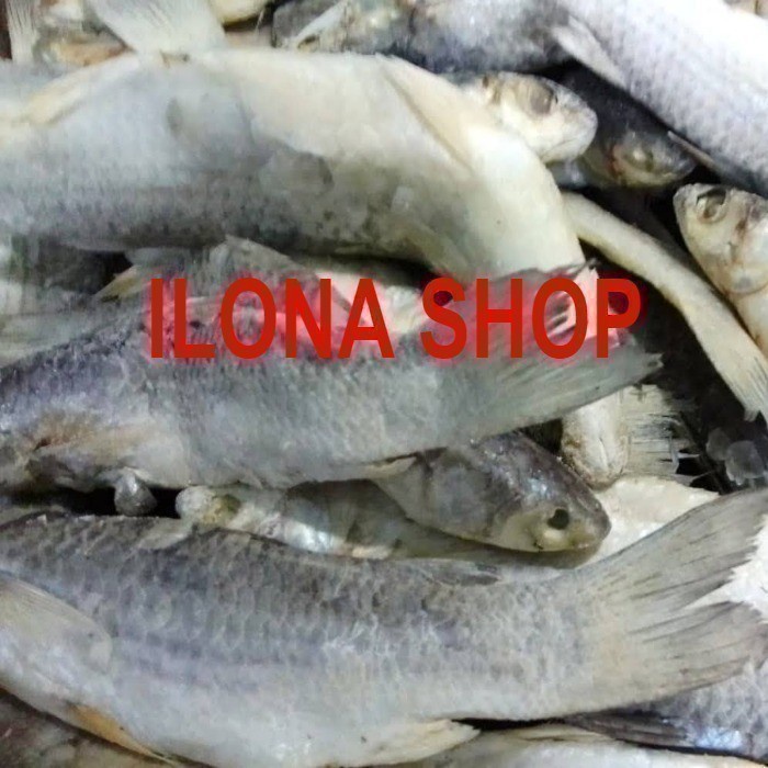 Jual IKAN ASIN GEREH PADET KUALITAS SUPER 500 GRAM | Shopee Indonesia