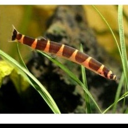 Jual ikan hias kuhli loach-ikan pemakan lumut aquascape | Shopee Indonesia
