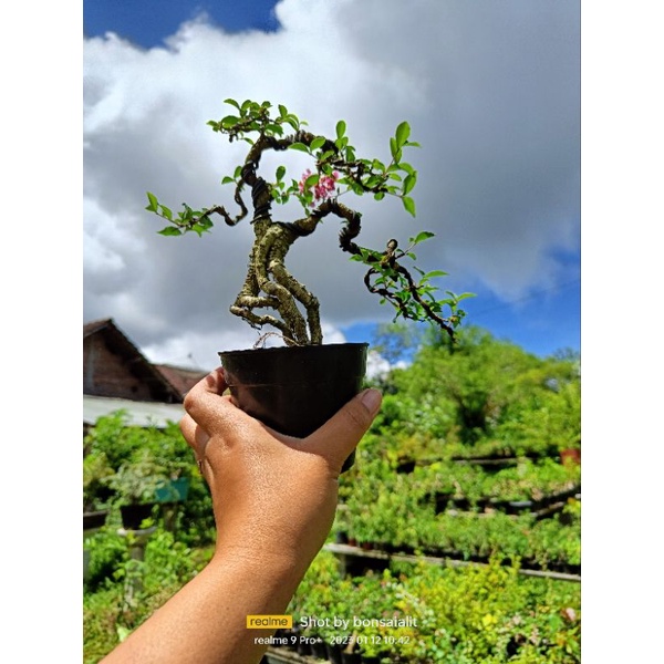 Jual bahan bonsai sakura micro | Shopee Indonesia