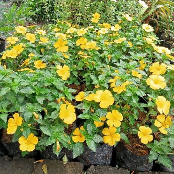 Jual Tanaman Bunga Yolanda Kuning / Turnera Ulmifolia / Bunga Jam 8 ...