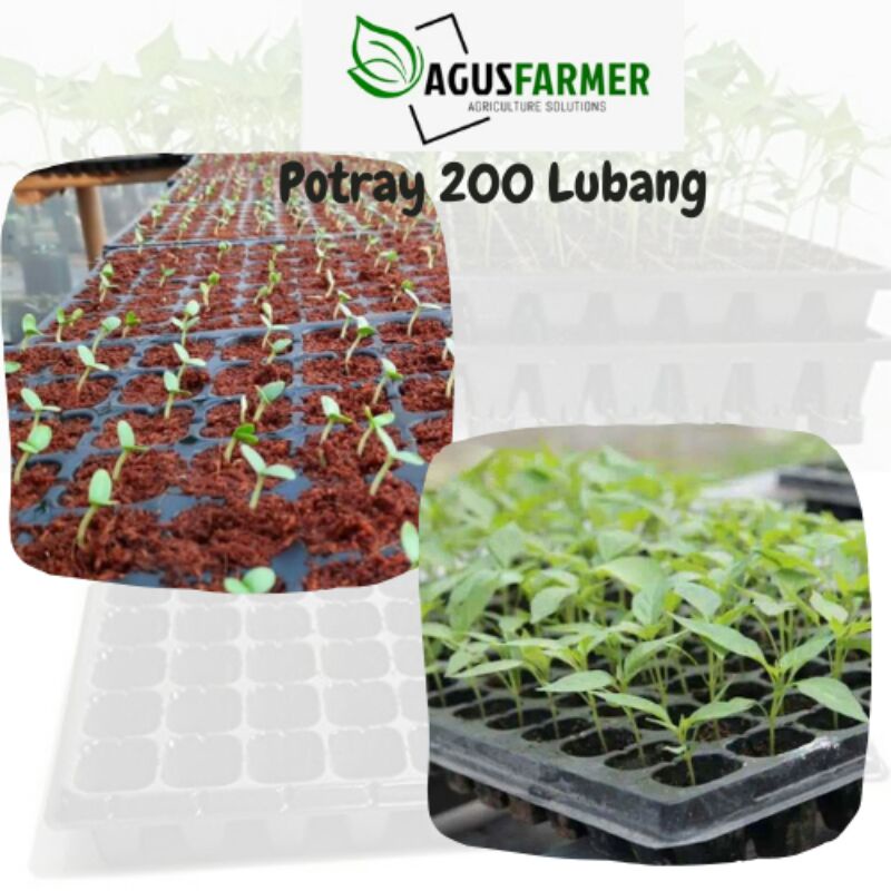 Jual tray semai 200 lubang. untuk semai biji tanaman | Shopee Indonesia