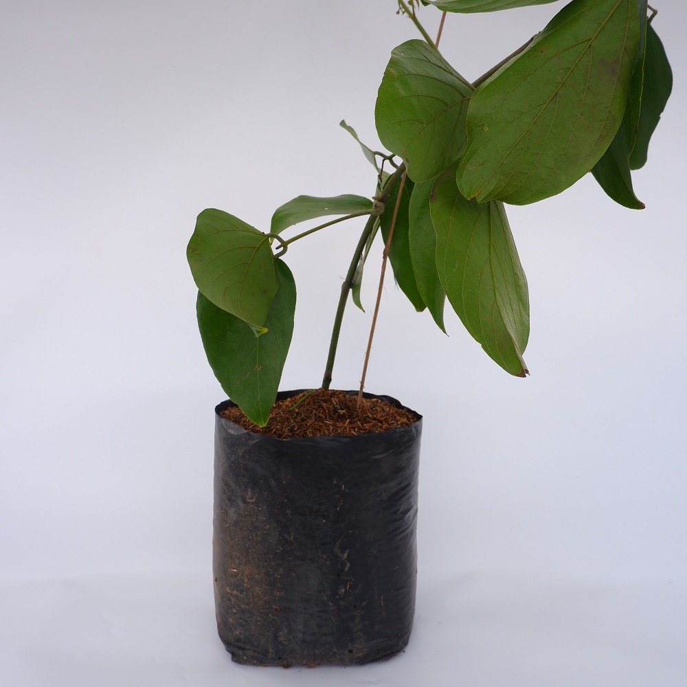 Jual Tanaman Hias Irian Flame - Bunga Flame Of Irian Merambat | Shopee ...