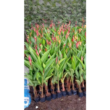 Jual PAKET 10 polybag tanaman pisang pisangan heliconia bunga merah ...