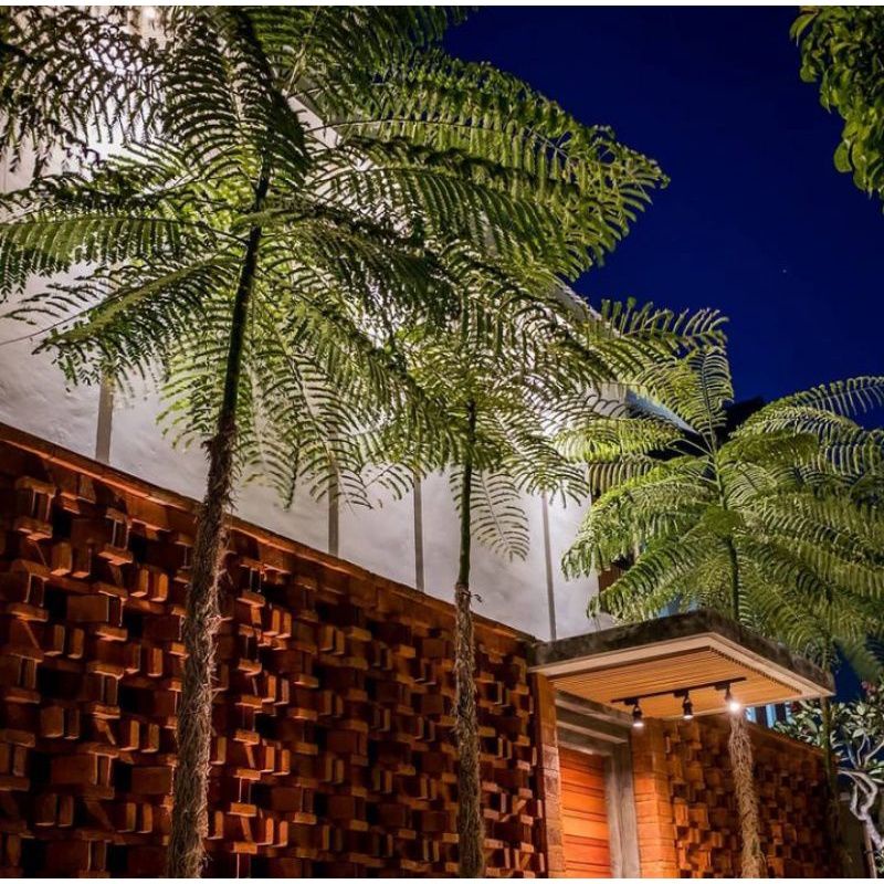 Jual ( TERMURAH) Tanaman Hias Solobium Pakis Brazil Schizolobium ...