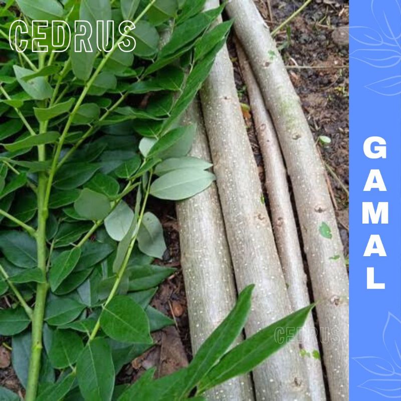Jual Benih GAMAL (isi-6) Biji Bibit Pohon | Shopee Indonesia