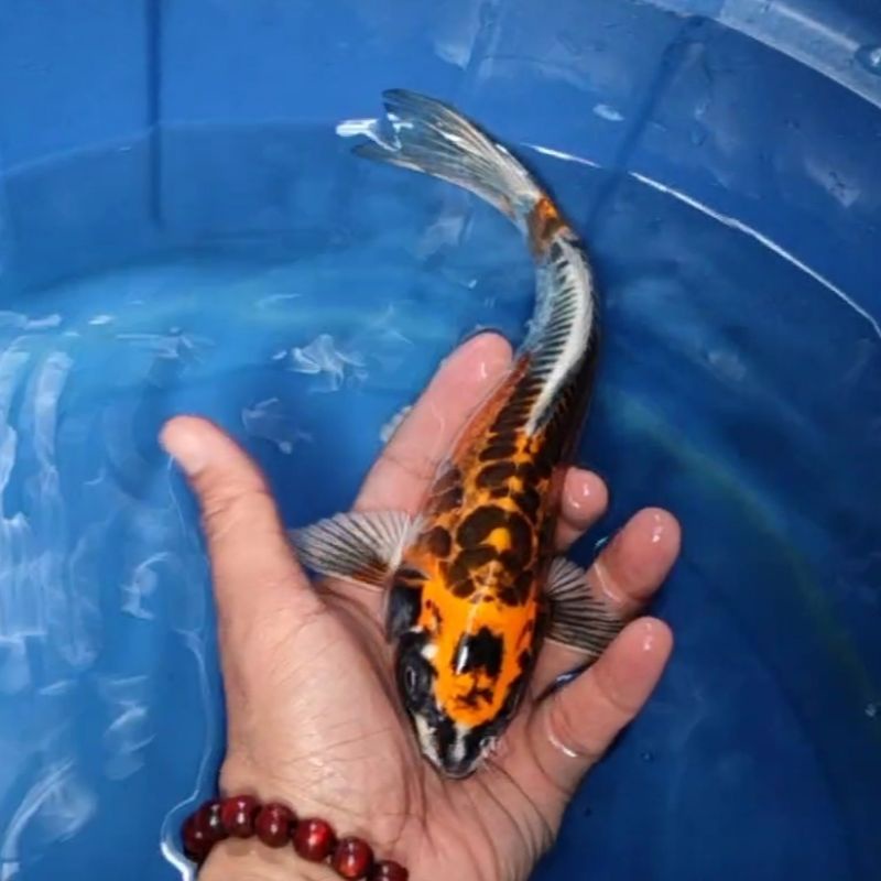 Jual Ikan Koi Blitar Jenis Kiko / Rumah Koi Jakarta / kode 0016 ...
