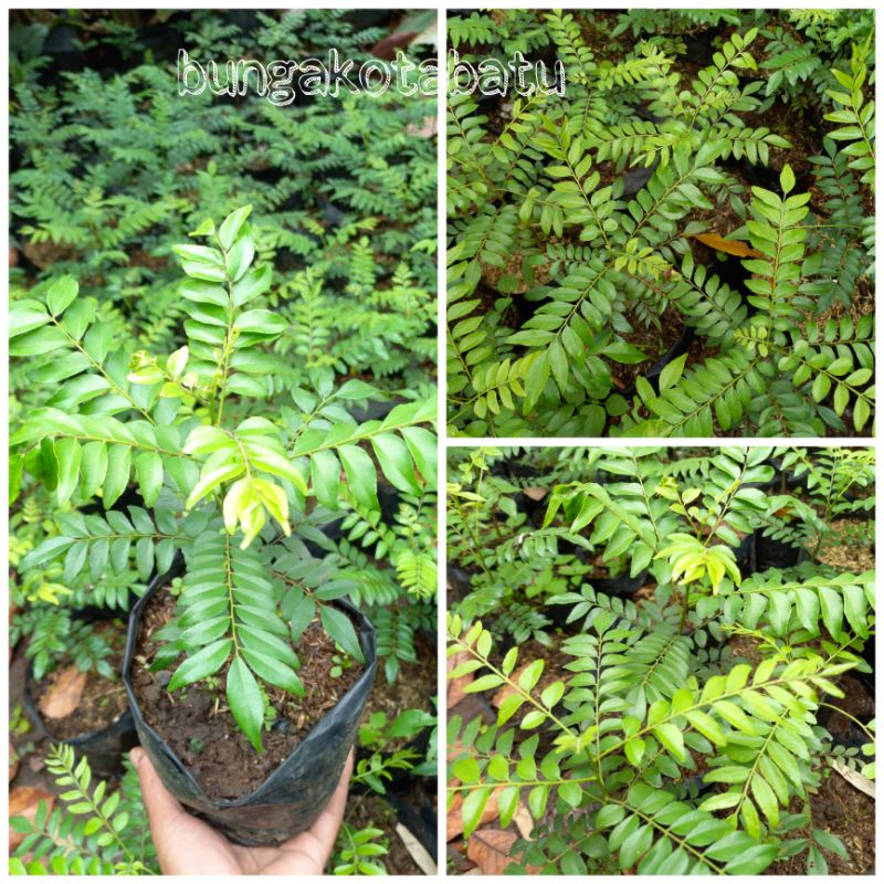 Jual Tanaman Rempah Daun Kari / Salam Koja | Shopee Indonesia