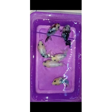 Jual Ikan Koki Ranchu Sapi | Shopee Indonesia