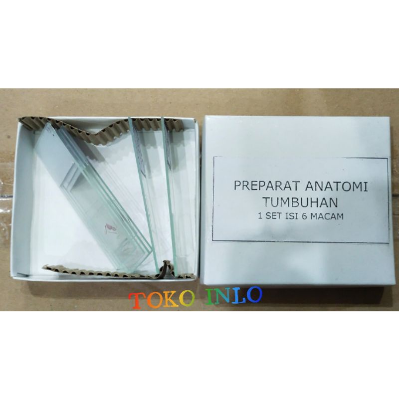 Jual Preparat Anatomi Tumbuhan 1 set 6 macam/Preparat Tumbuhan/Awetan ...
