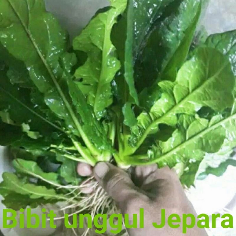 Jual BIBIT DAUN TAPAK LIMAN TANAMAN HERBAL | Shopee Indonesia