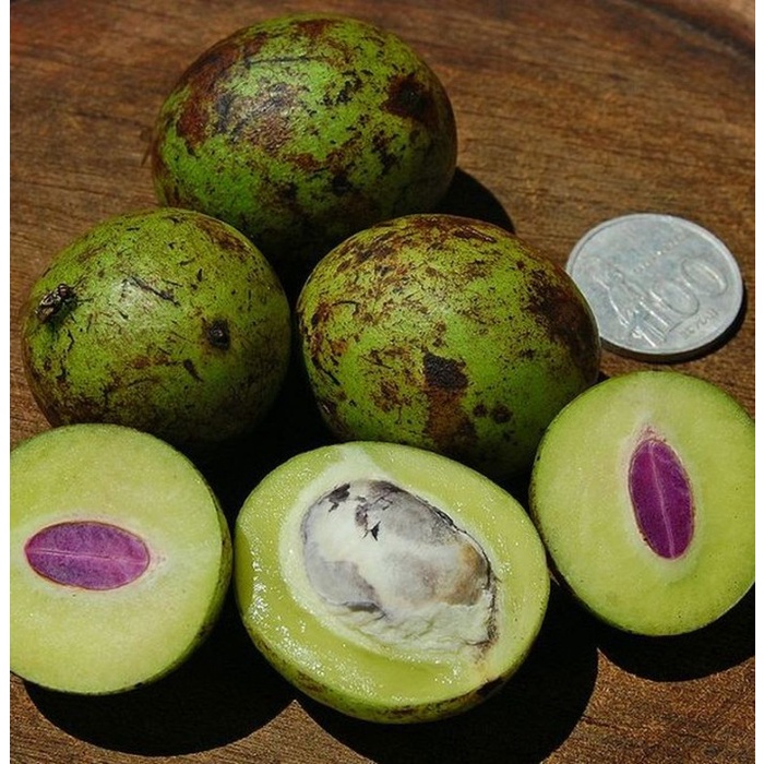 Jual Bibit pohon gandaria / Tanaman buah gandaria / Jatake UNGGULAN ...