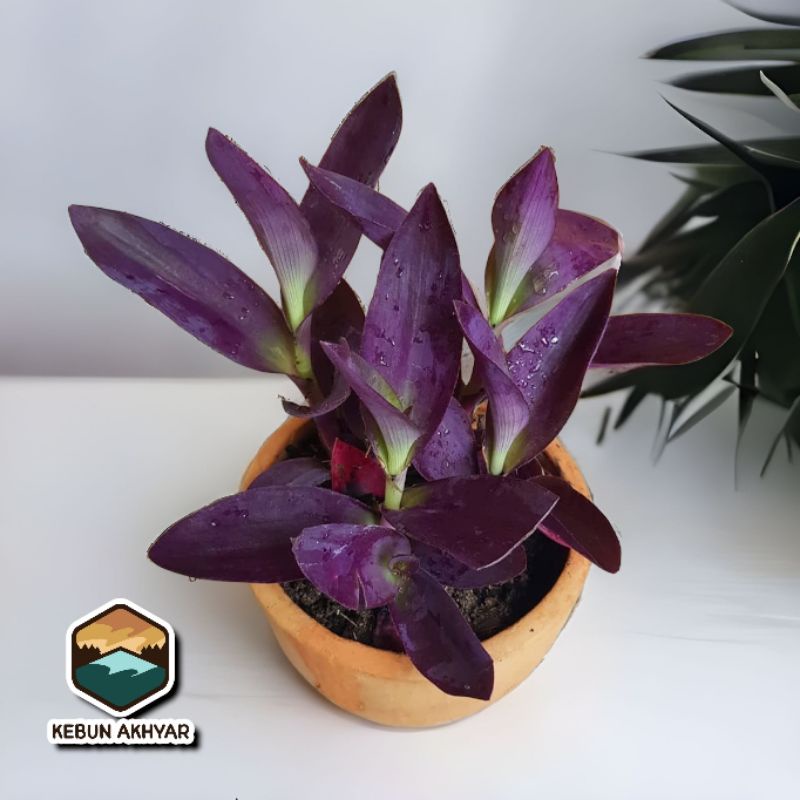 Jual Adam Hawa Ungu Tanaman Hias Adam Ungu Pallida Purple Heart ...