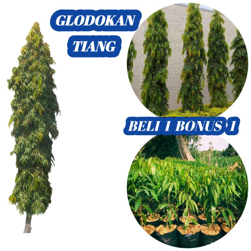 Jual BIBIT POHON GLODOKAN TIANG MEMPERCANTIK HALAMAN RUMAH | Shopee ...