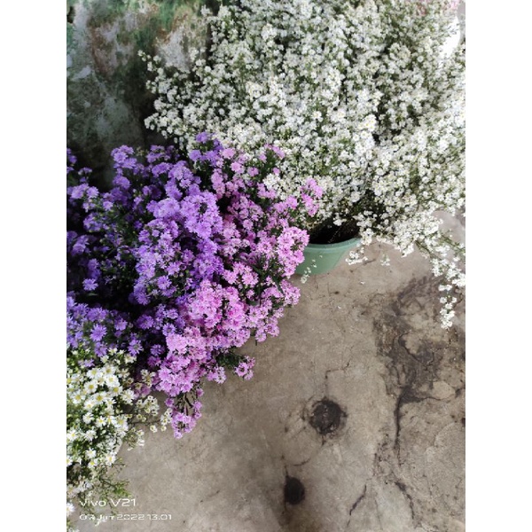 Jual bunga pikok potong satu iket isi 30-35 batang | Shopee Indonesia