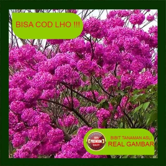 Jual Bibit tanaman buah tabebuya merah (BONUS TABUENYA) | Shopee Indonesia