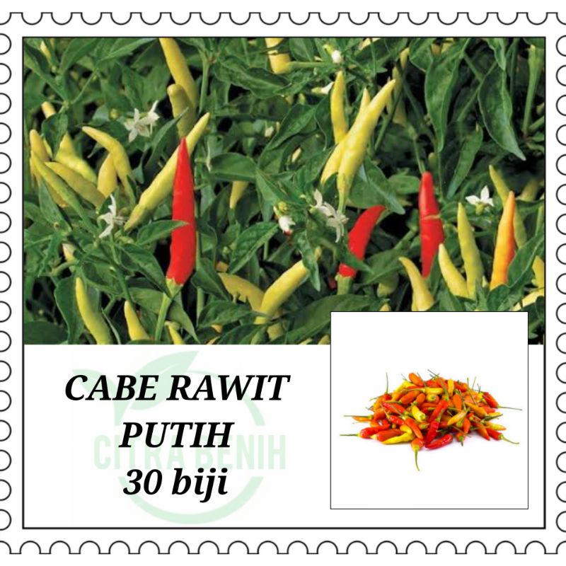 Jual 30 Biji - Benih Cabe Cabai Rawit Putih MERUNDUK berbuah lebat ...
