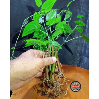 Jual [4 POHON] BIBIT TANAMAN RAMBAT AKAR SERIBU CURTAIN IVY/CISSUS ...