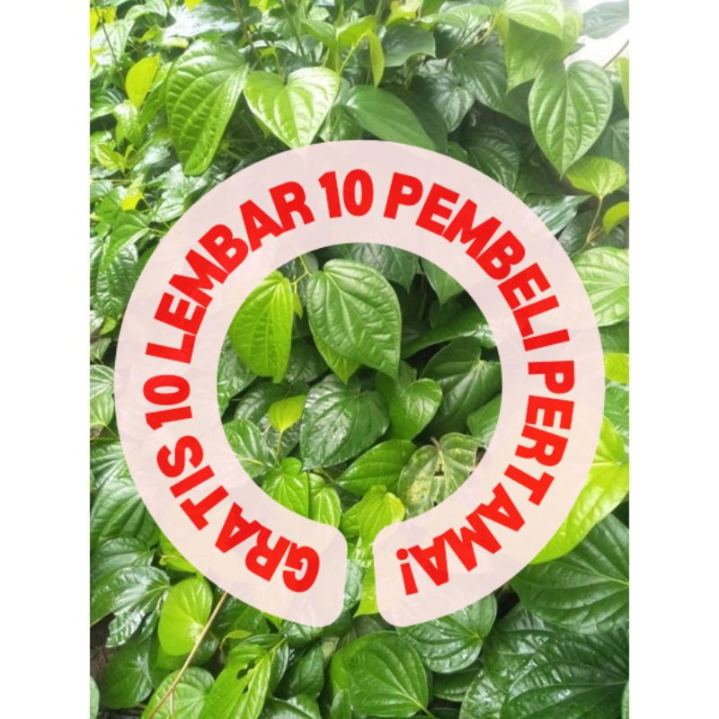 Jual DAUN SIRIH/DAUN SIRIH ROSE / DAUN SIRIH KETEMU RUAS / DAUN SIRIH ...
