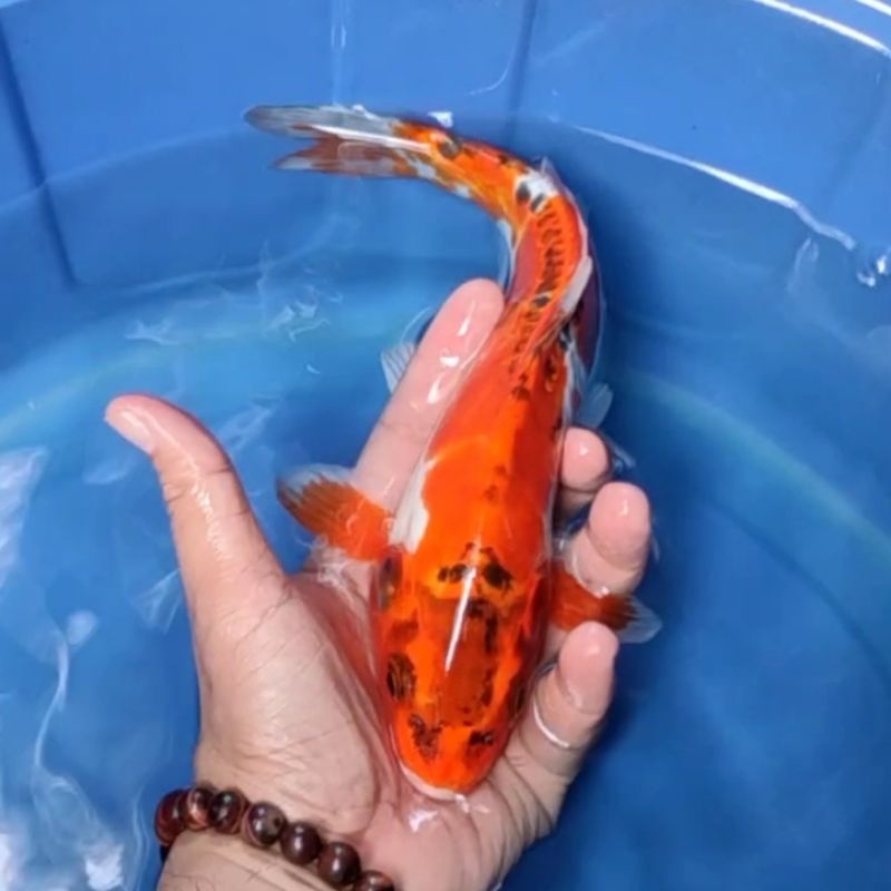 Jual Ikan Koi Blitar Jenis Kiko / Rumah Koi Jakarta / kode 003 | Shopee ...
