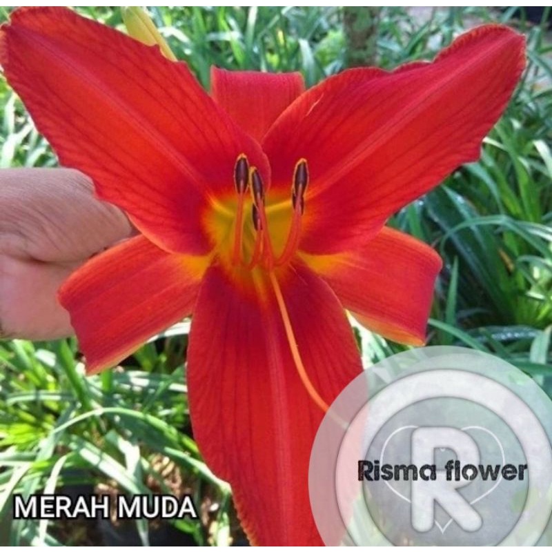 Jual Tanaman hias pohon day Lily merah muda / bunga day lili cantik ...