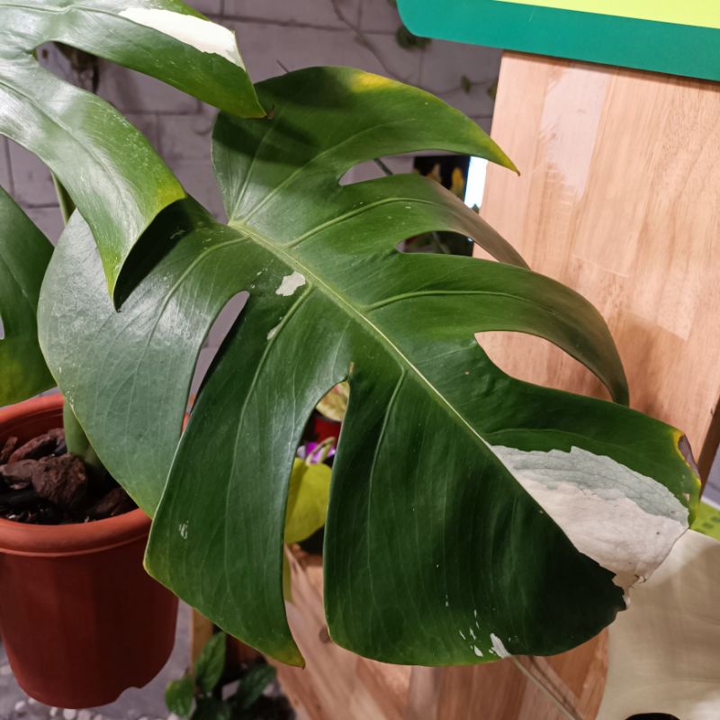 Jual Monstera Var King -Tanaman Rawatan | Shopee Indonesia