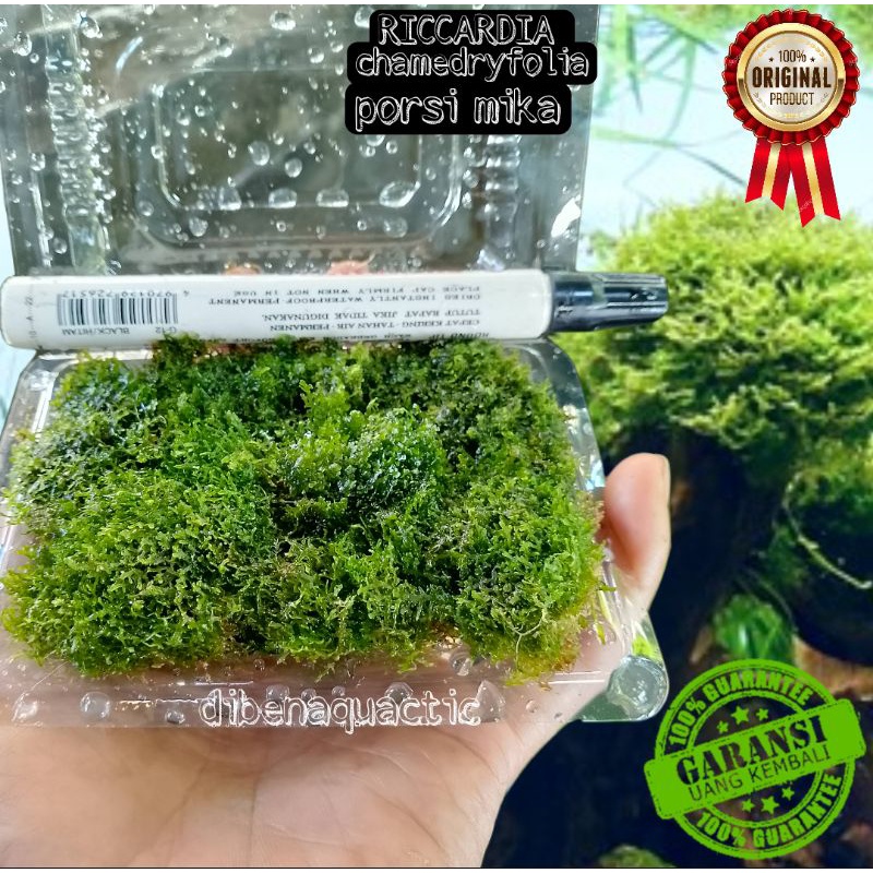Jual Moss riccardia chamedryfolia Moss mini tanaman aquascape akuarium ...