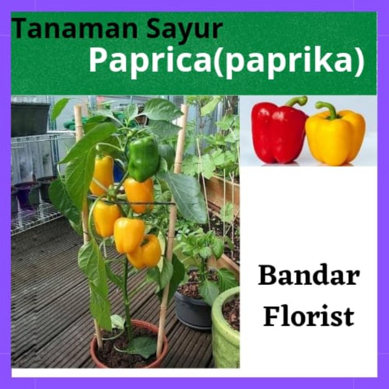 Jual Tanaman Sayur Paprika - Paprica kondisi berbuah | Shopee Indonesia