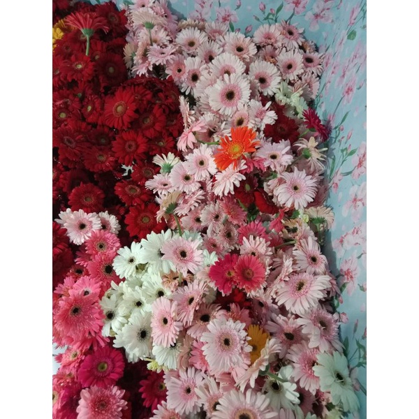 Jual Bunga herbras | Bunga potong Gerbera varian warna satu ikat 10 ...