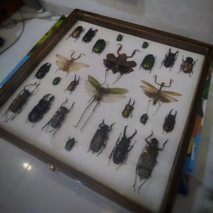 Harga Insectarium Terbaru Desember 2023 |BigGo Indonesia