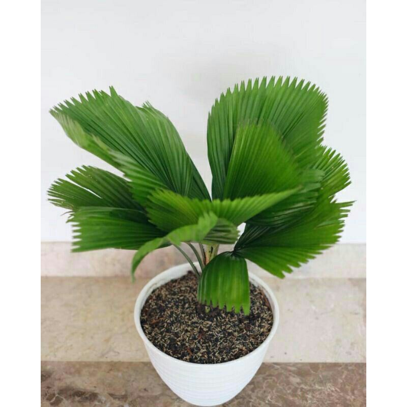 Jual Tanaman hias palm kol murah | Shopee Indonesia