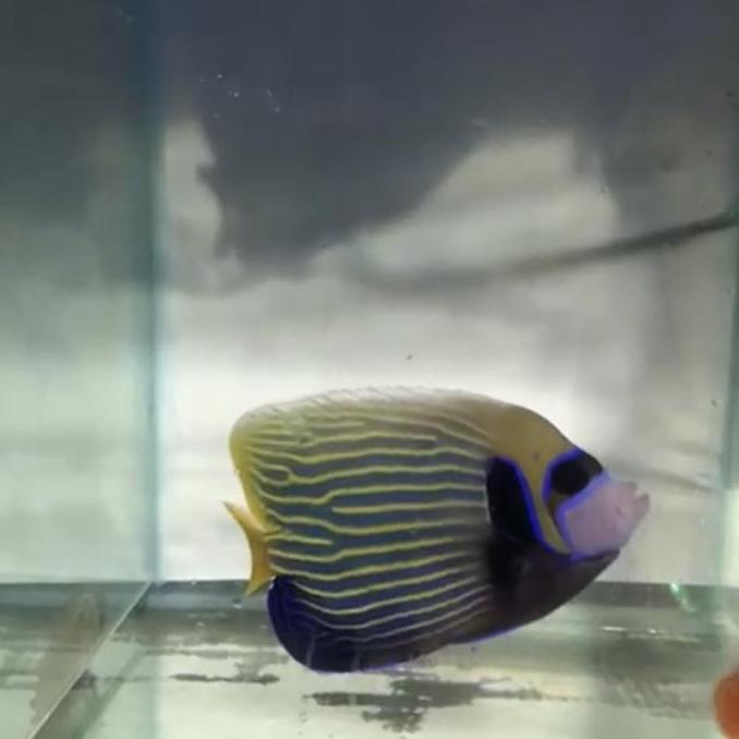 Jual ikan angel batman Harga Terbaik & Termurah Januari 2023 | Shopee ...