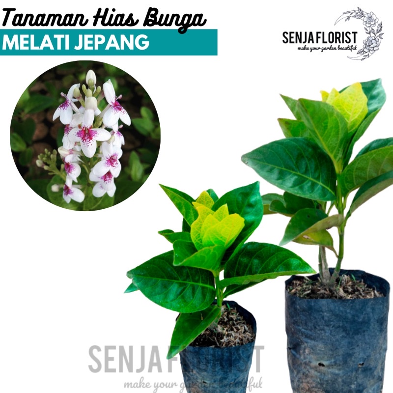 Jual Tanaman Bunga MELATI JEPANG REMAJA - Pseuderanthemum Reticulatum ...