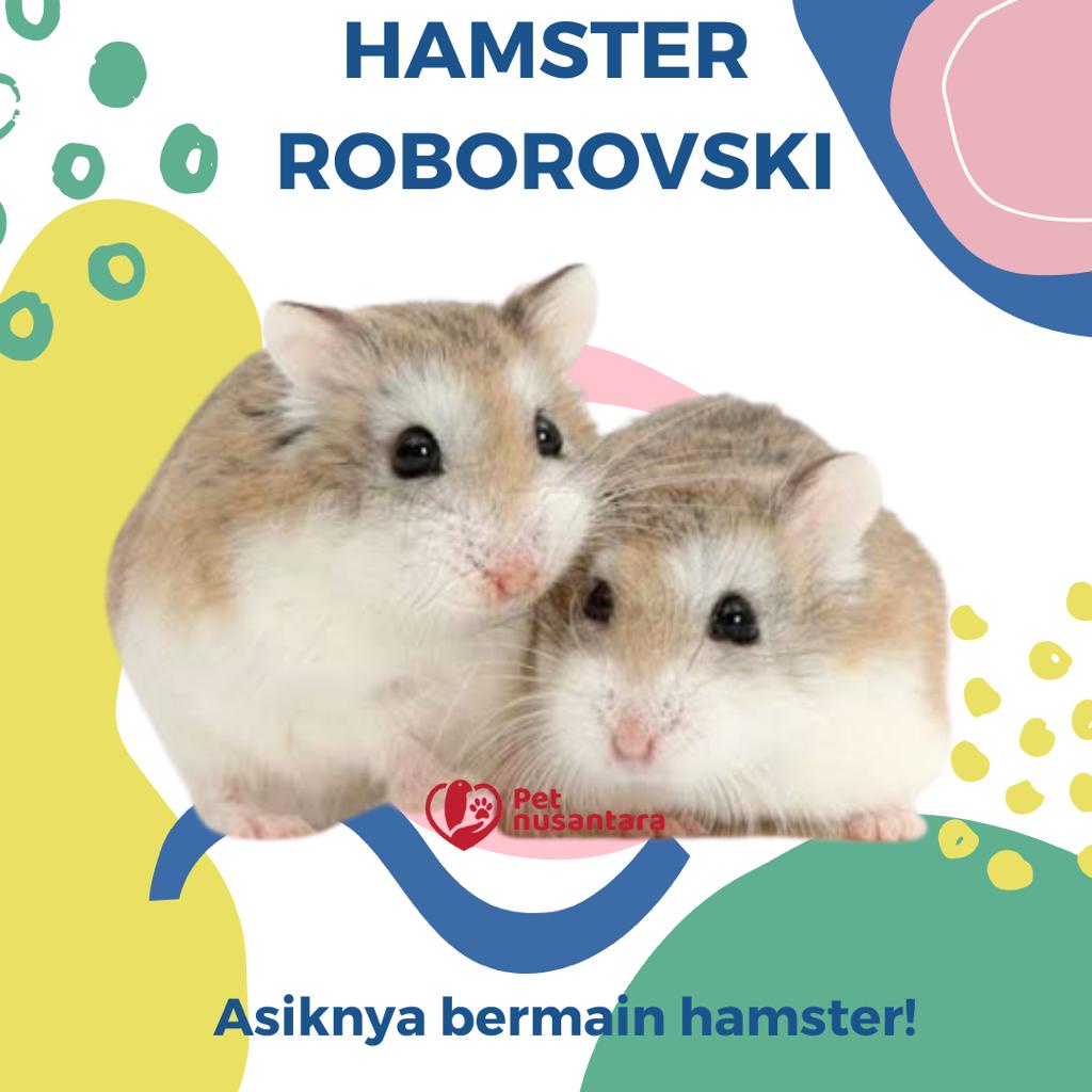 Jual Hamster Roborosky / Roborovsky / ROborovski Hewan Peliharaan Jinak ...