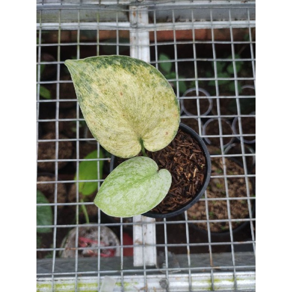 Jual scindapsus exotica mint variegata real pict | Shopee Indonesia