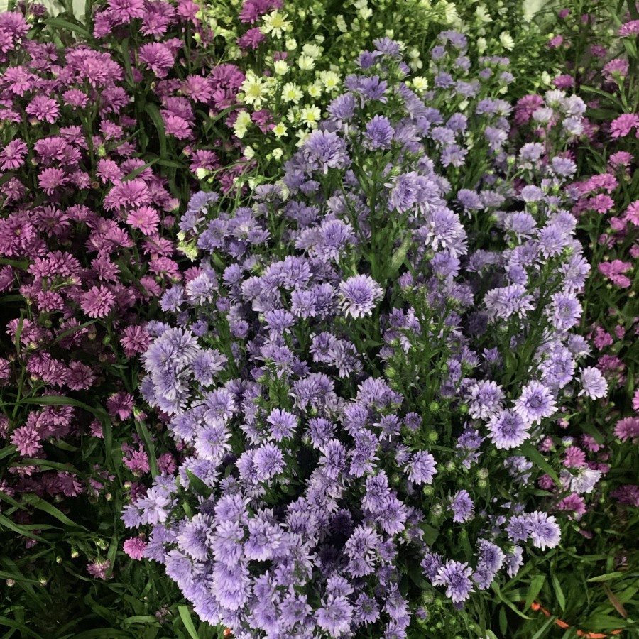 Jual BUNGA PEACOCK GABUNG 100 TANGKAI SEGAR READY STOCK | Shopee Indonesia