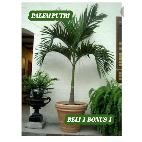 Jual BIBIT PALEM PUTRI | Shopee Indonesia