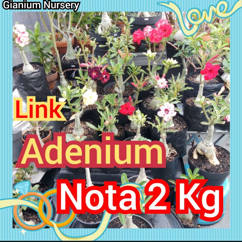Jual paket live adenium tumpuk | Shopee Indonesia