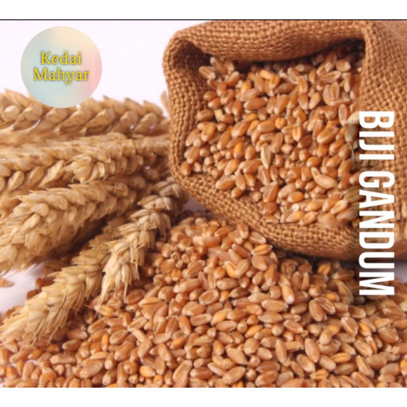 Jual Biji Gandum (1kg) | Shopee Indonesia