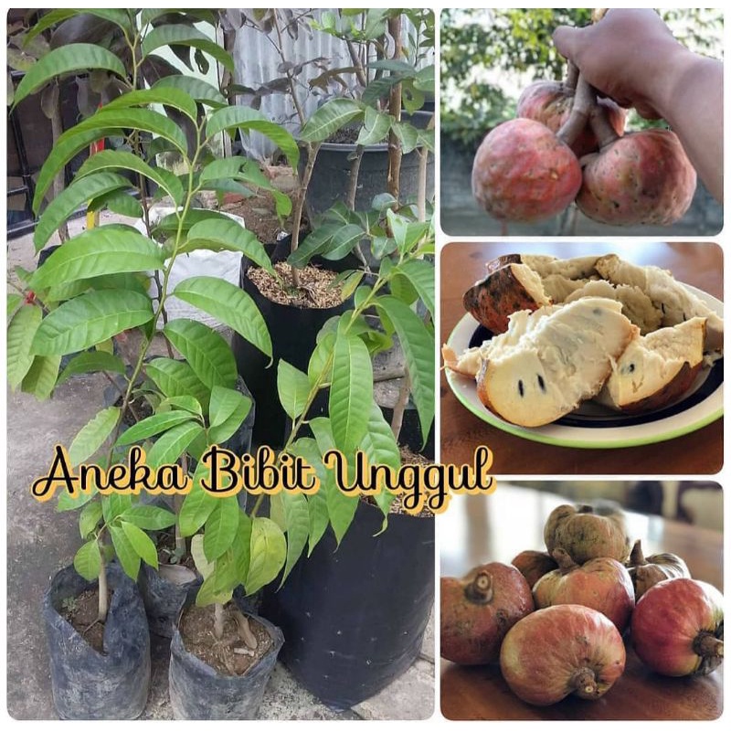 Jual BIBIT MULWO (BUAH NONA) | Shopee Indonesia