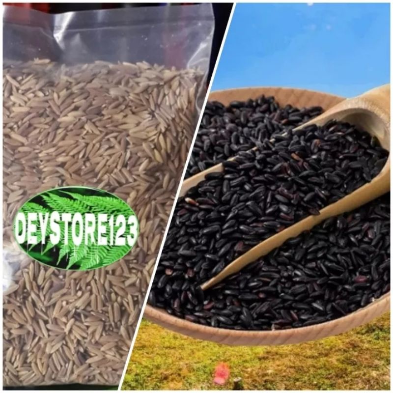Jual Benih padi ketan hitam Terbaru super unggul | Shopee Indonesia