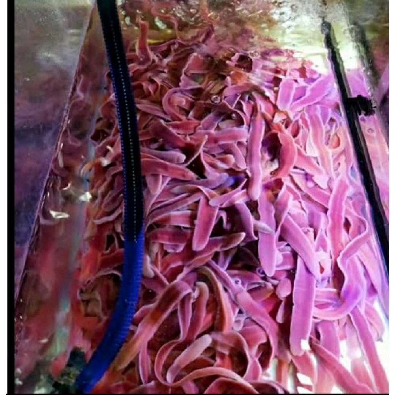 Jual Cacing klelet / Lengki / Abangan | Shopee Indonesia