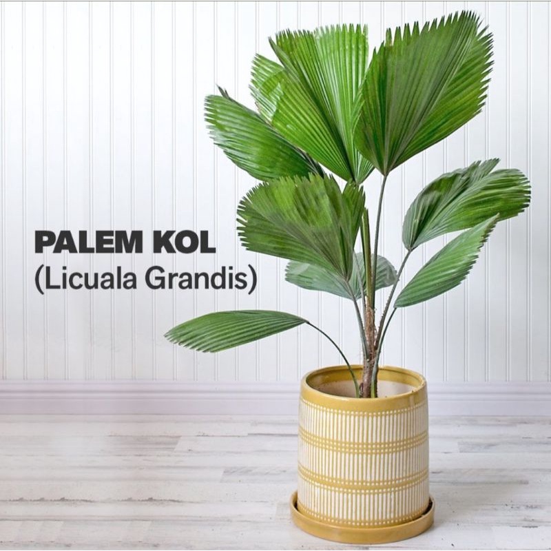 Jual Tanaman Hias Palem Kol | Shopee Indonesia
