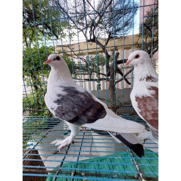 Jual Burung Dara Merpati Blantong / Plontang Jembros Jambul clean ...